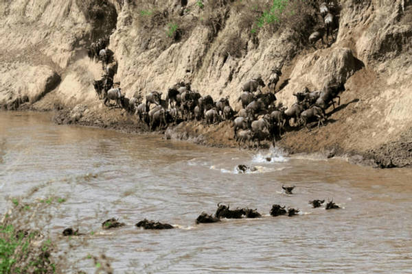 Amazing Animal And Birds Migration Pictures - XciteFun.net