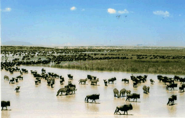 Amazing Animal And Birds Migration Pictures - XciteFun.net