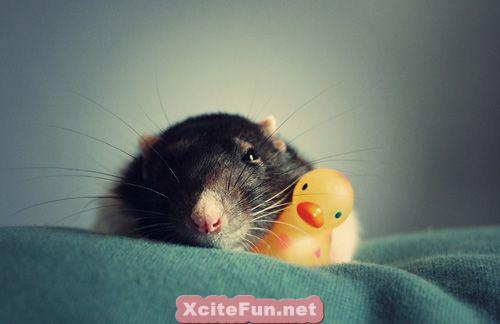 Cute and Funny Rat photos - XciteFun.net