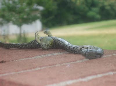 Evolutionary Snake With Foot Discovered - XciteFun.net
