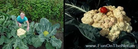 World's Largest Vegetables and Fruits - XciteFun.net