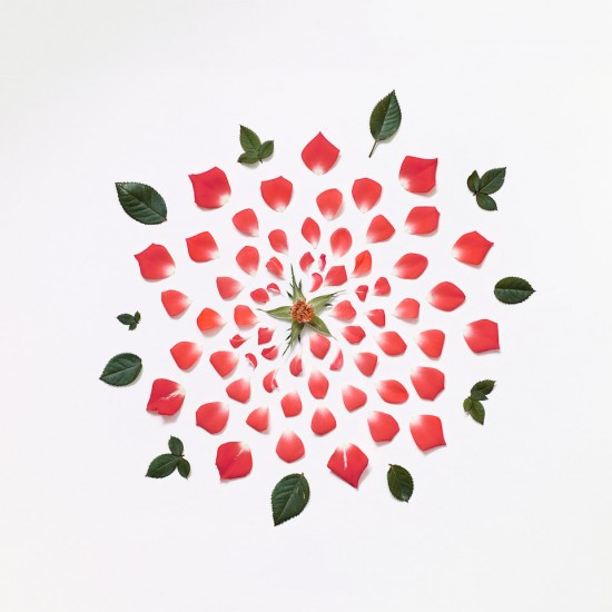 Exploded Flowers - The Fantastic Flowery Art - XciteFun.net