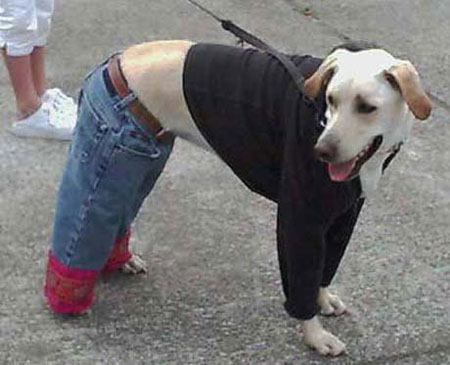 Funniest Clothes-Wearing Animals - XciteFun.net